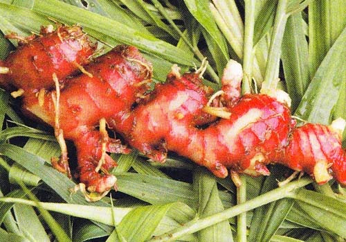 6 Manfaat Jahe Merah Bagi Kesehatan