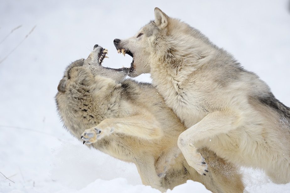 Peleas entre lobos