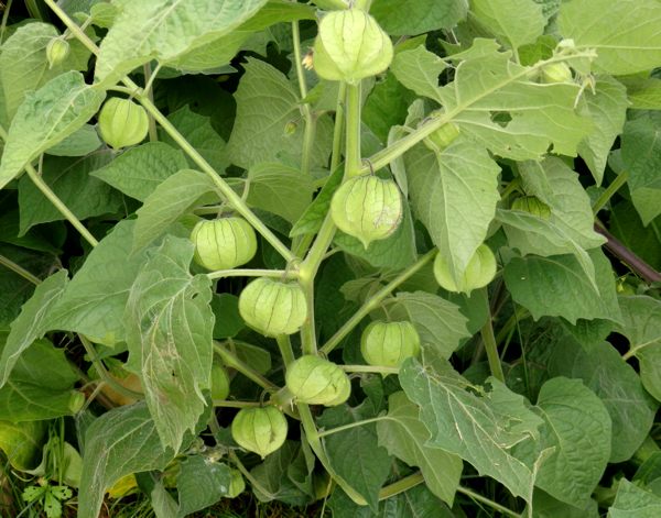 ALQUEQUENJE, FIXALIS O FAROLILLO CHINO (Physalis alkekengi)