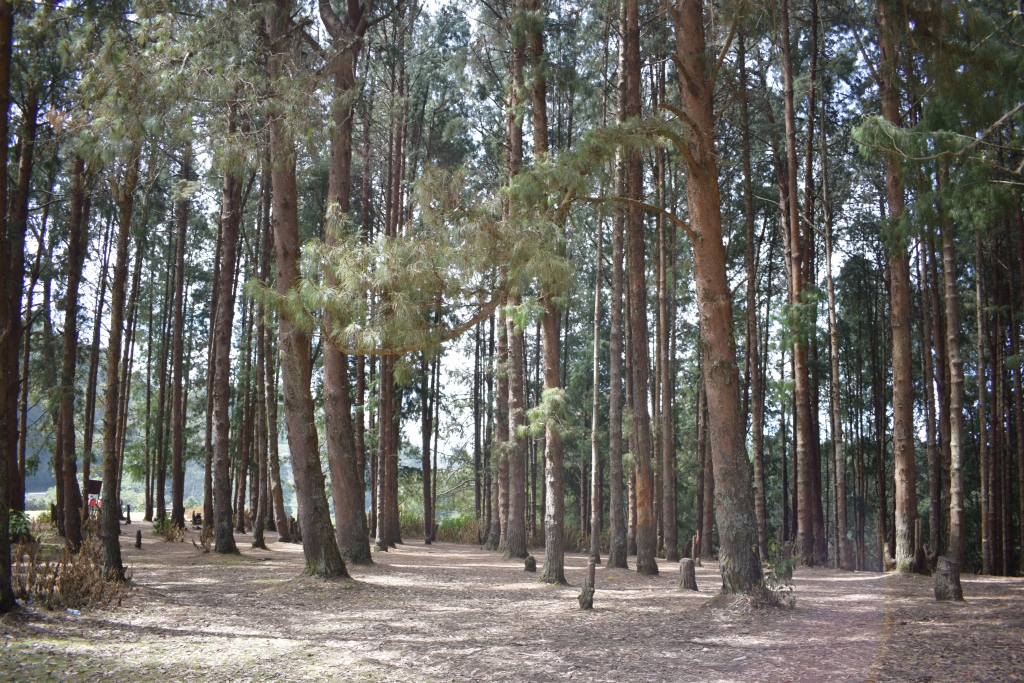 Tamilnadu Tourism: Tree Park, Sholur, Ooty, Nilgiris