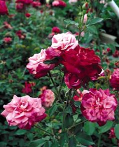 The Victorian Times: Sir Joseph Banks & Victorian Roses