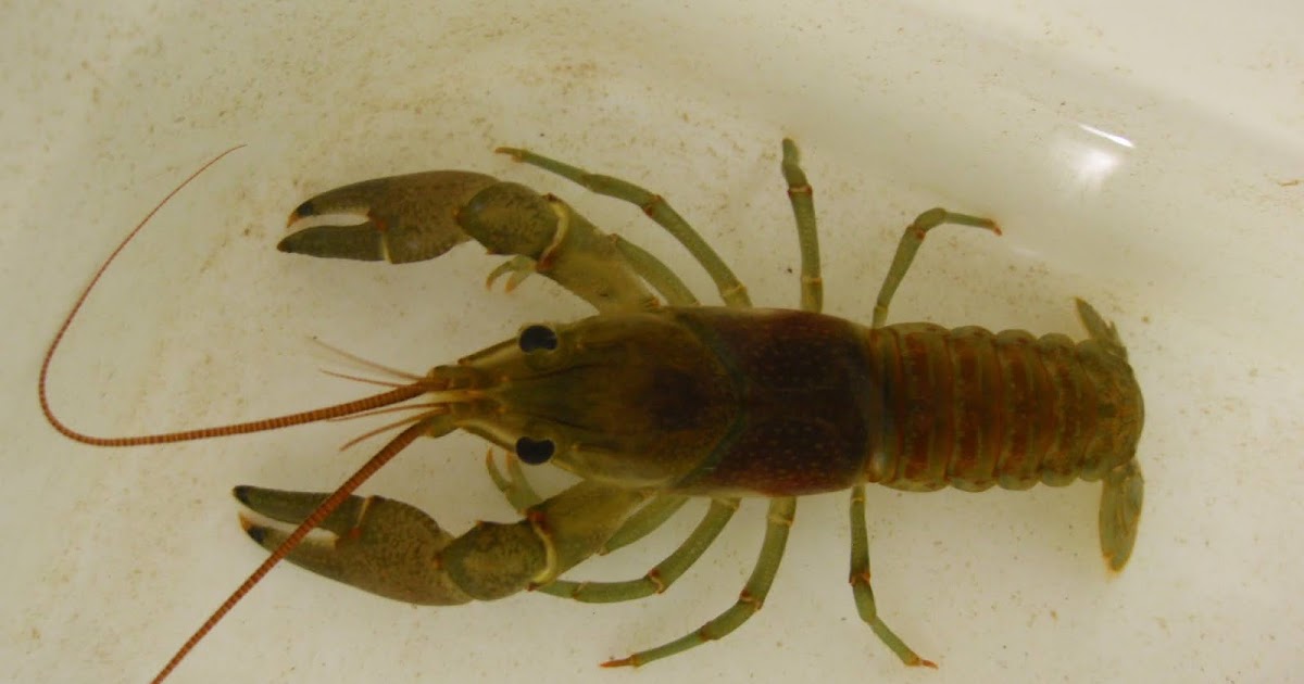 How fast can a crayfish run?