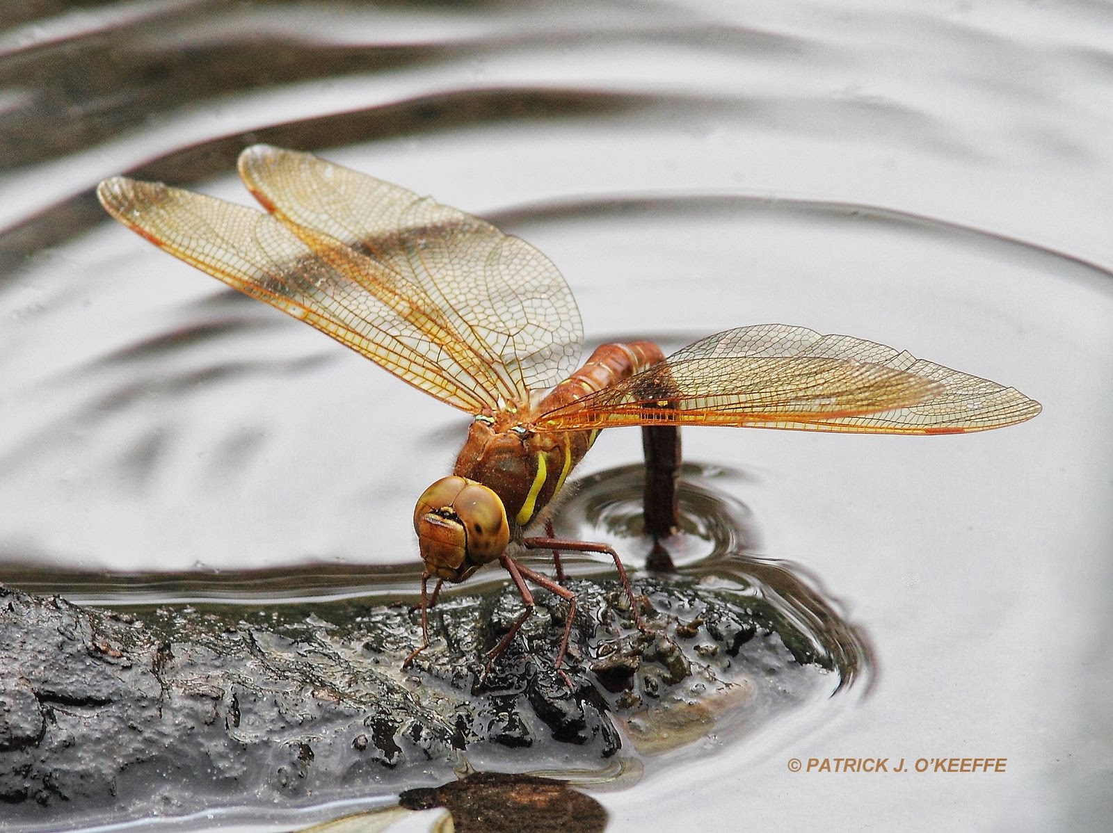 Raw Birds: BROWN HAWKER DRAGONFLY (Female) (Aeshna grandis) The Raven ...