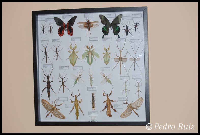 fasmidos.net: Insectos disecados y método de disección