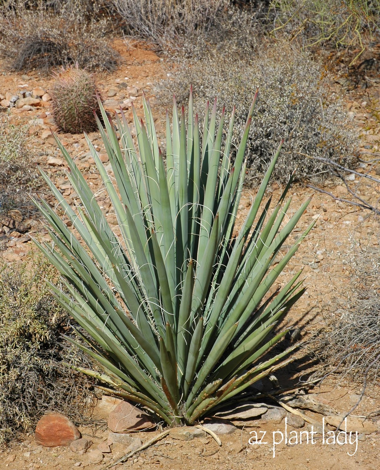 My Husband, Agave and Yucca....A Losing Battle? - Ramblings from a ...