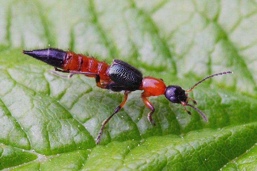 MUSUH ALAMI-PREDATOR: Predator dan parasitoid utama ulat pengorek batang