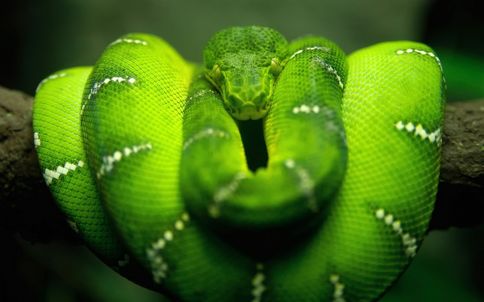 Colégio Vovó Olívia: As 11 cobras mais bonitas do mundo!