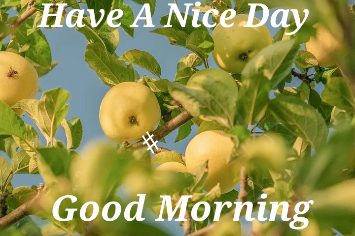 Top 10 Good Morning Images greating Pictures,Photos for Whatsapp - Good ...