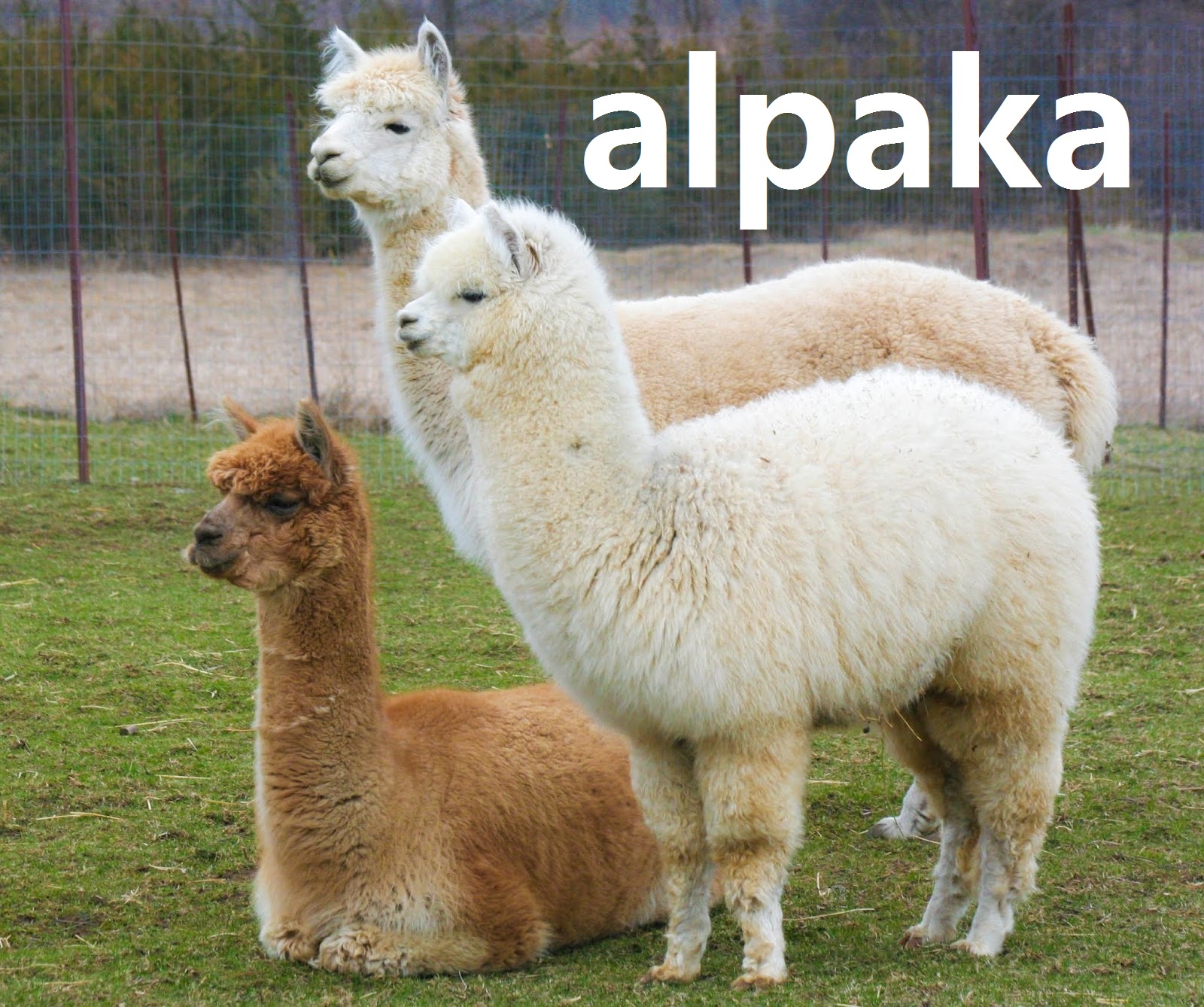 alpaka - BilginCin
