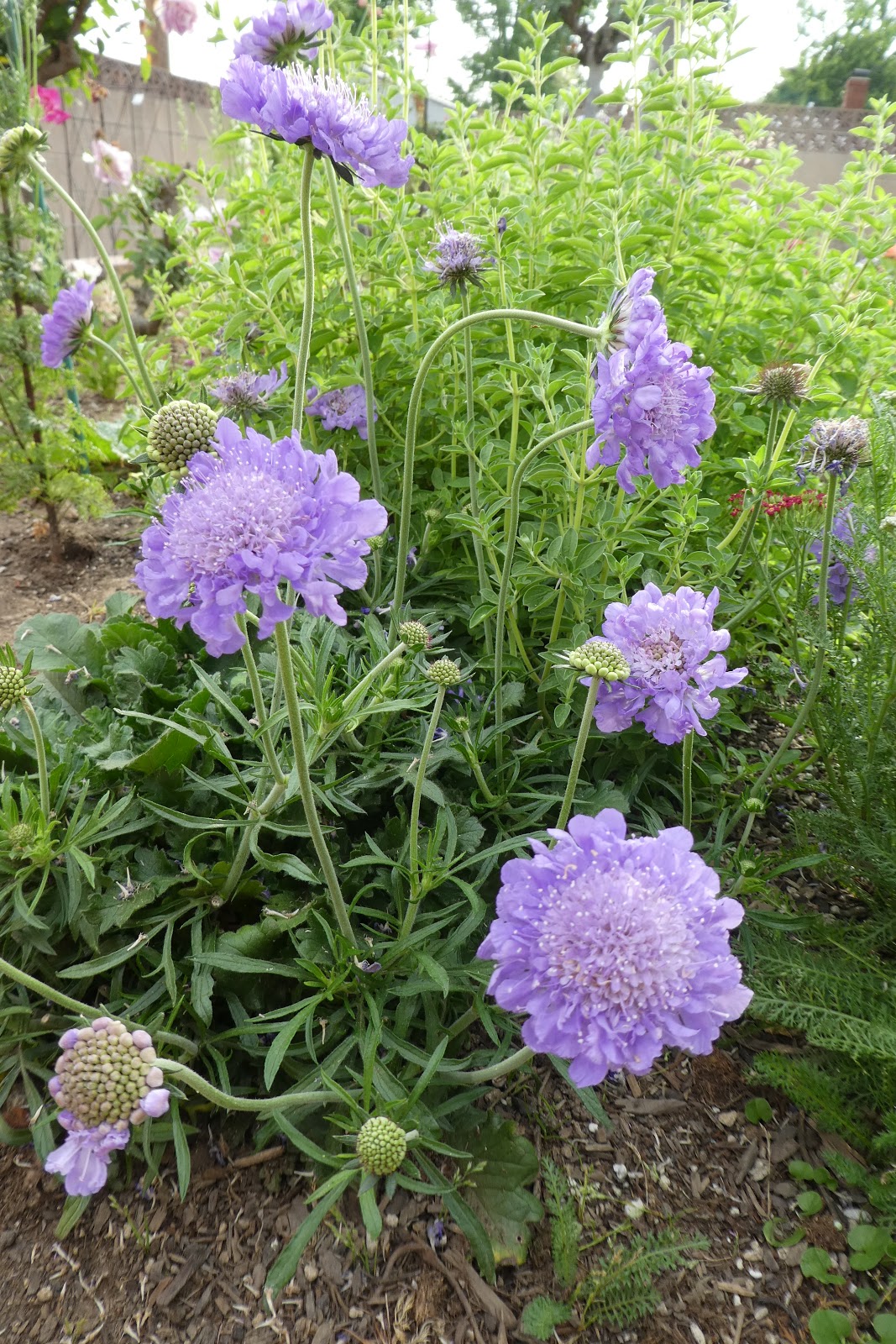 Why I Love To Garden: May Blooms