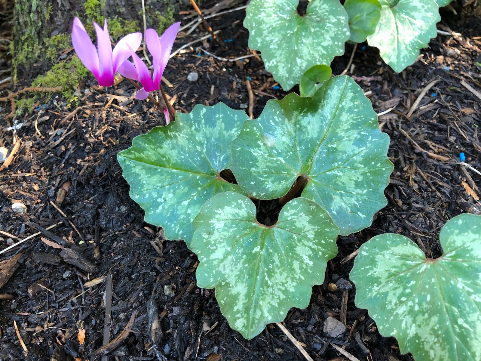 Cyclamen repandum - Spring sowbread | Travaldo's blog