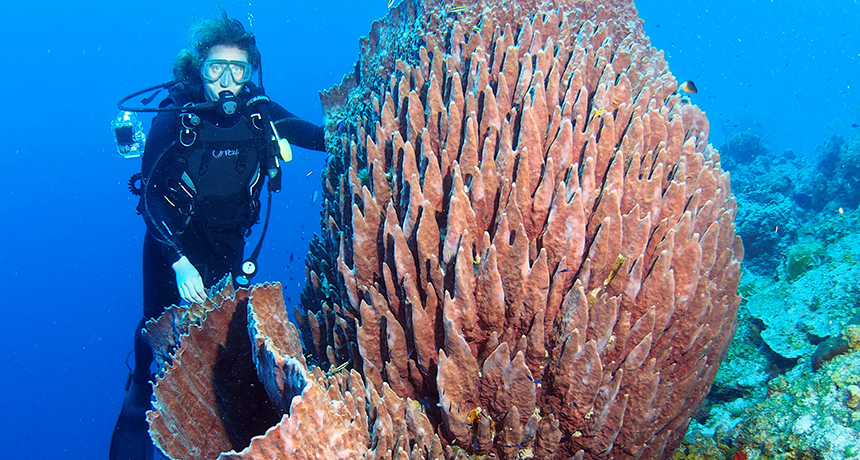 Types Of Sea Sponges Variety Is King Tuff Sponge