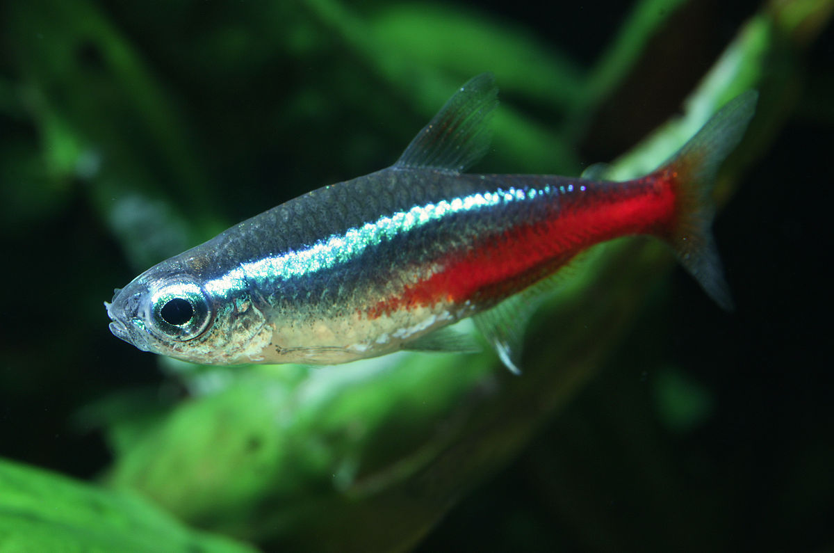 Cara Membedakan Ikan Neon Tetra Dengan Ikan Cardinal Tetra | Ternak ...