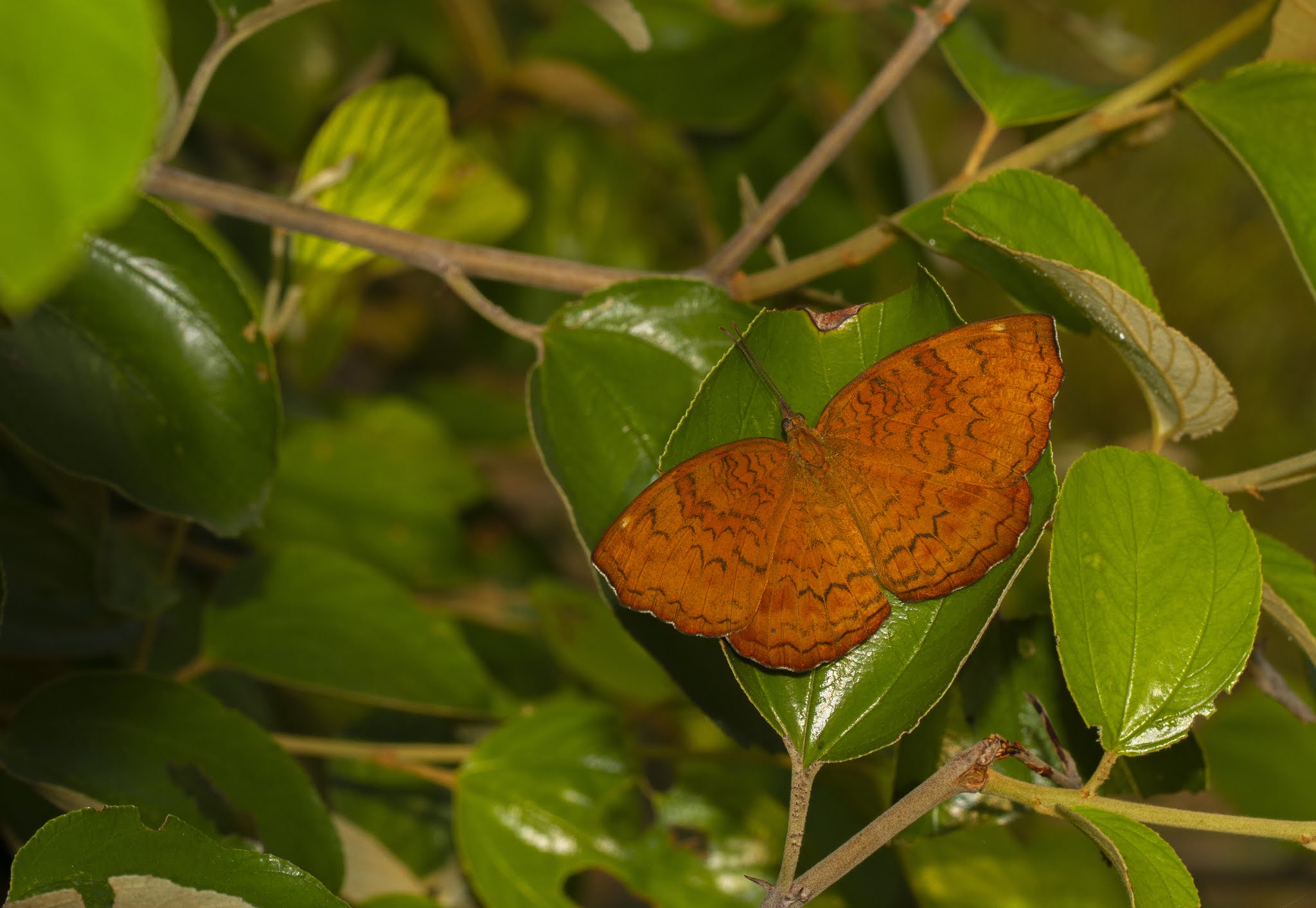 Common Castor (Ariadne merione)