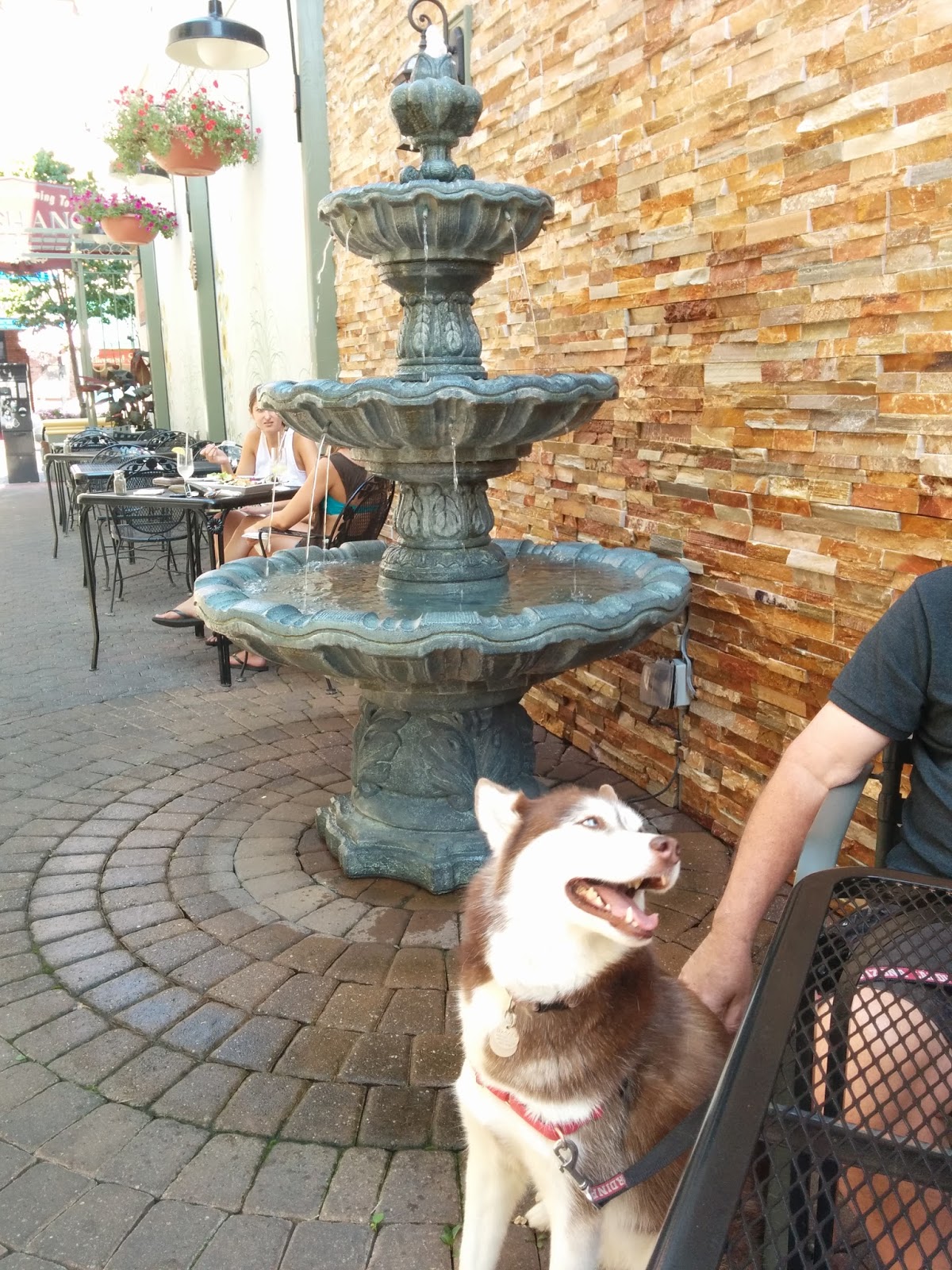 Dogs Luv Us And We Luv Them Lunch At A Dog Friendly Cafe dogs-luv-us-and-we-luv-them-lunch-at-a-dog-friendly-cafe
