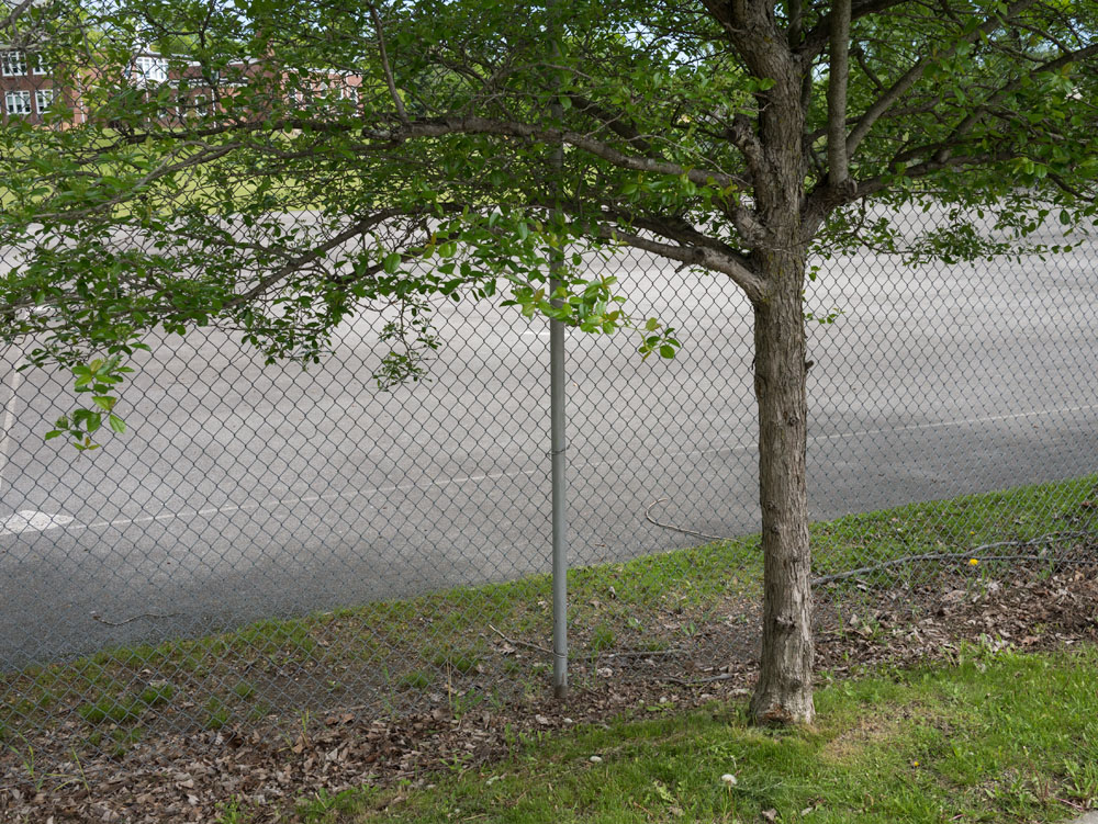 Working Pictures: More Trees and Fences