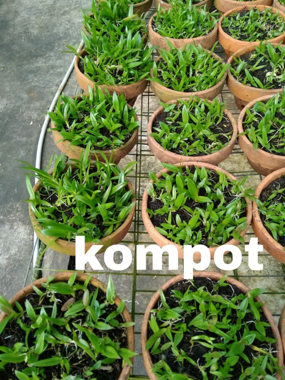 MENGENAL ISTILAH-ISTILAH ANGGREK - Belajar Berkebun