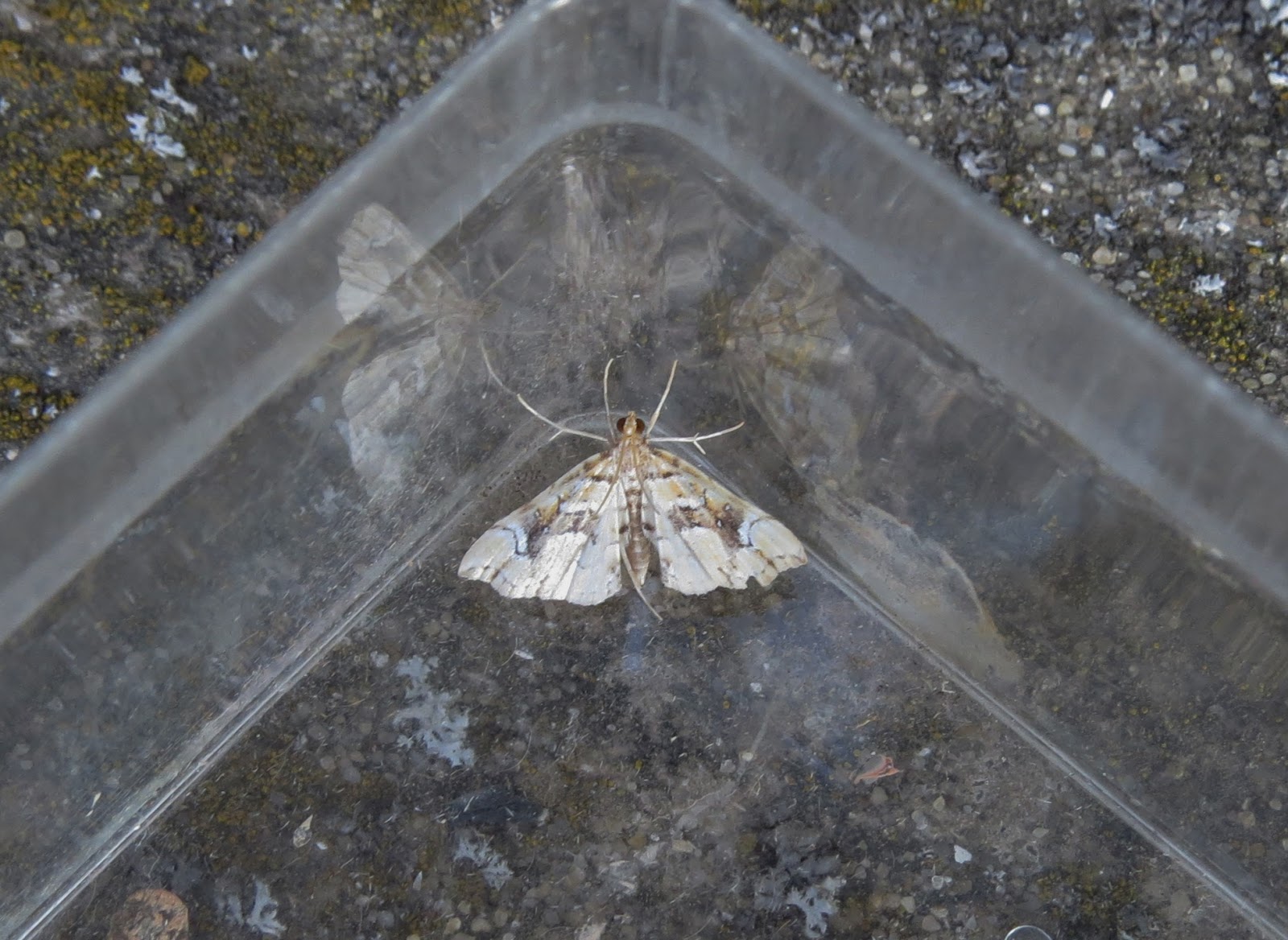 Landguard Bird Observatory Recent Sightings: Thursday 19th September 2019