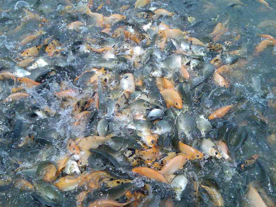 PERSIAPAN PEMBENIHAN IKAN KARPER ~ MEDIA PENYULUHAN PERIKANAN PATI