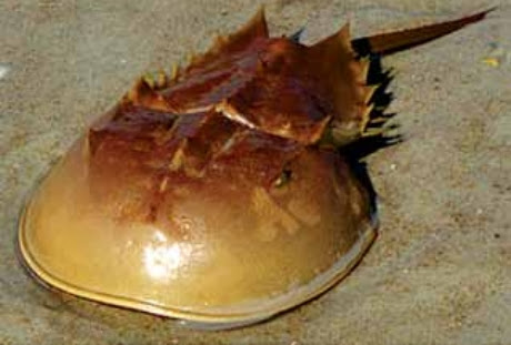 SANTA CASA 2021: A imagem mostra um animal do gênero Limulus sp, que ...