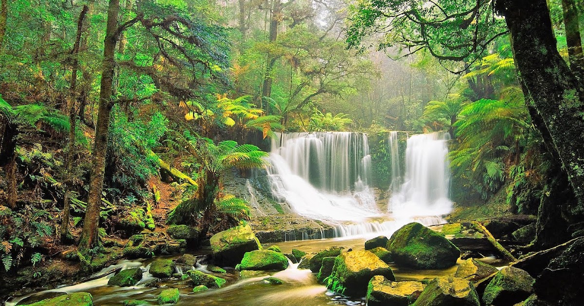 5-five-5: Gondwana Rainforests of Australia (Australia)