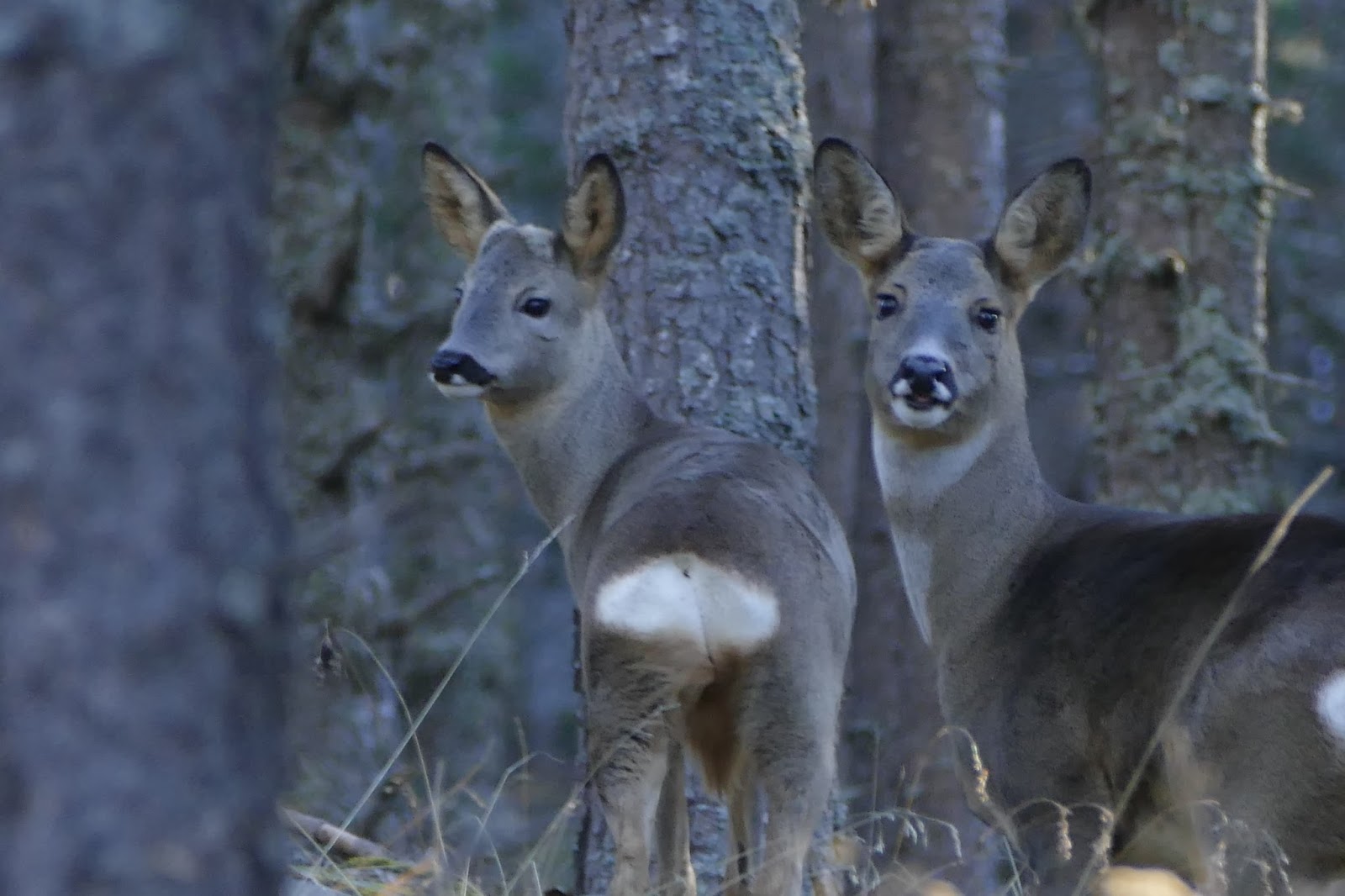 Le Blog "PYRENEES et NATURE" de Benjamin JOFFRE: 27 Janvier 2016: les ...