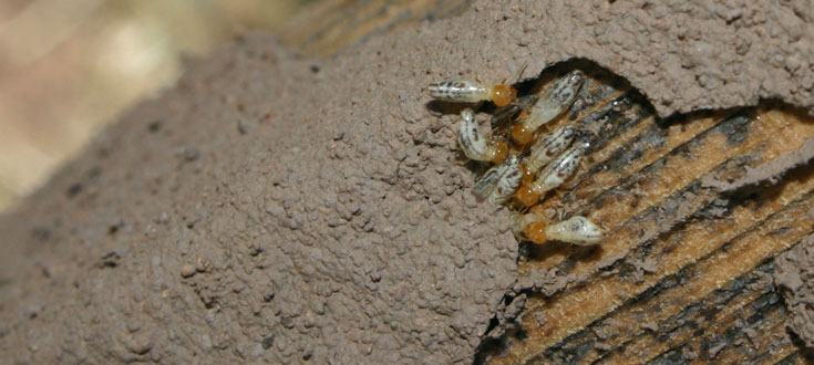 Ambassador Pest Management Services