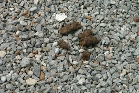 Un médicament à base de selles pour combattre… la diarrhée! | L'Après ...