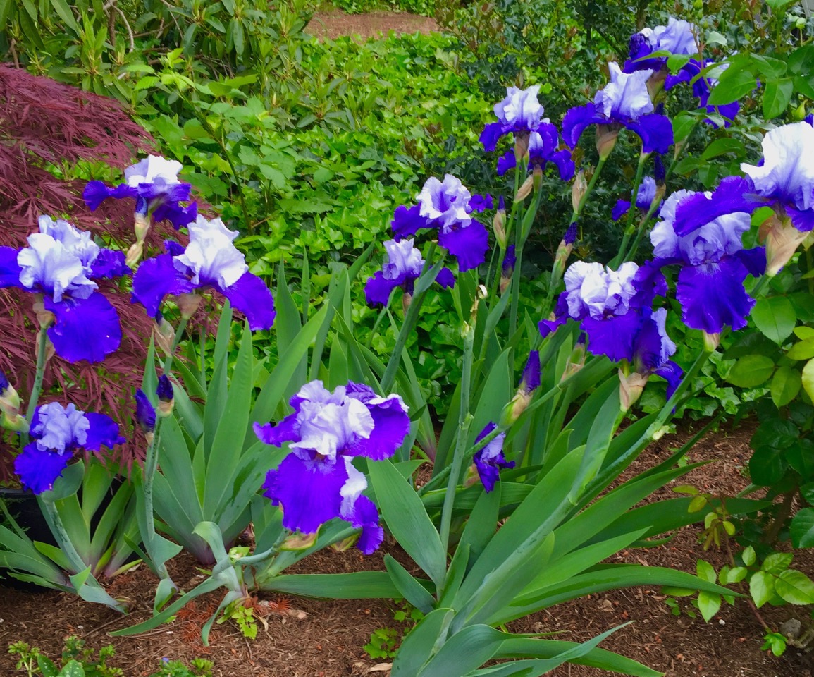 Shoreline Area News: Photos: Iris in full bloom