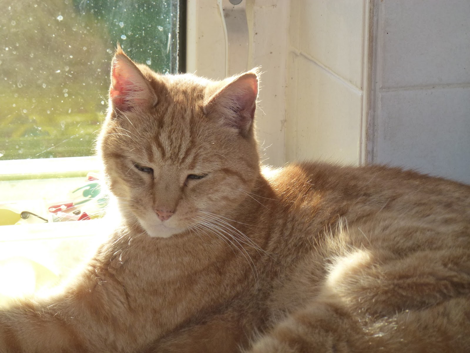 Aslan the Cat - life, love, lessons and lazing from Aslan and friends ...