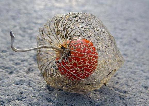 Rarest Things In The World | HOW CAN DONE