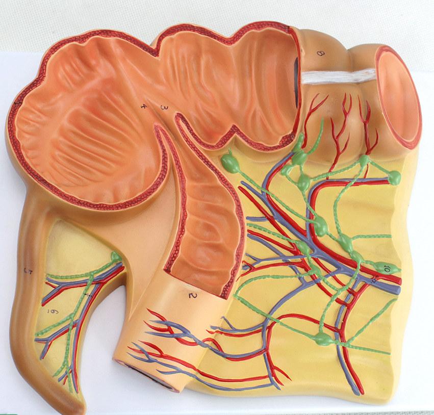 Scientia potentia est: Human Appendix could have an important ...