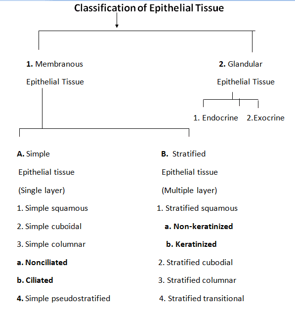 Epithelial Tissue - Classification and Functions of Epithelium Tissue