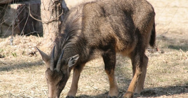 Variety of Life: Caprinae