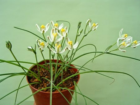 Всё о бегониях и не только...: Альбука (Albuca)