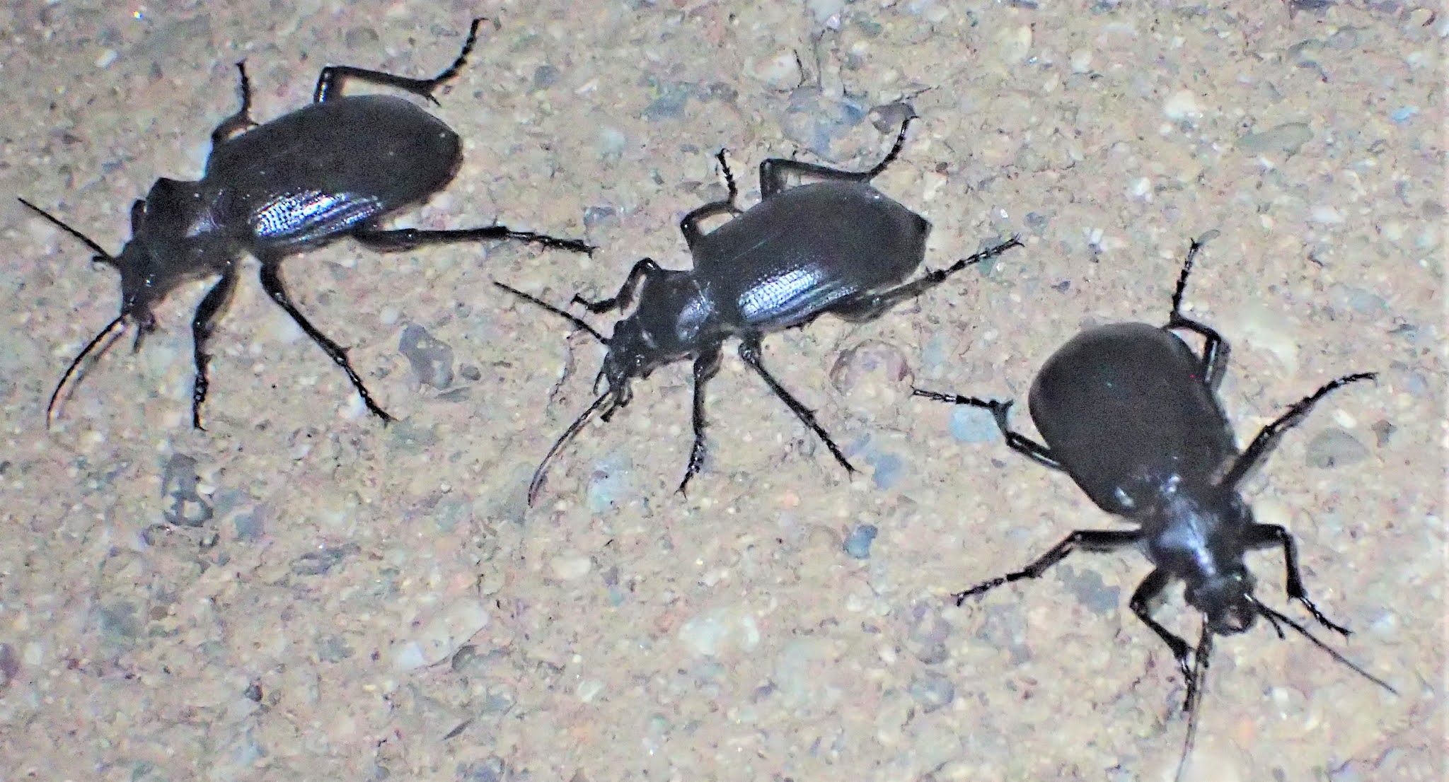 Arizona: Beetles, Bugs, Birds and more: Population Explosion of the ...