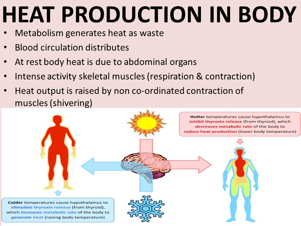 Grade 12: Chapter 3 - HOMEOSTASIS