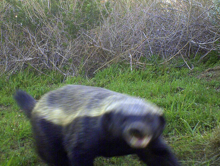 Remote Camera Trap - South Africa: Day Time Surprises