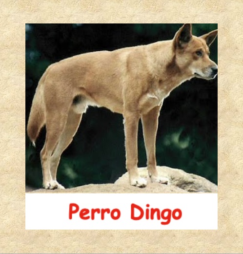 Vampiro Erudito: Perro Dingo