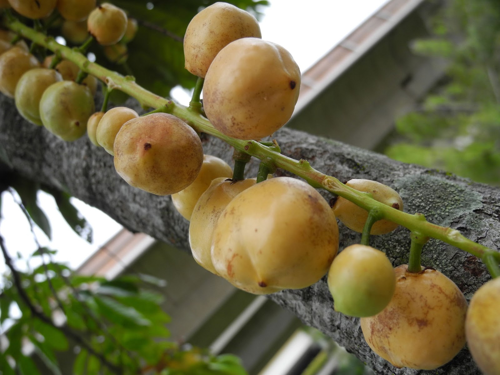 Celsius - 273 - Pulling it closer to me : Johore Tree - Lepisanthes ...