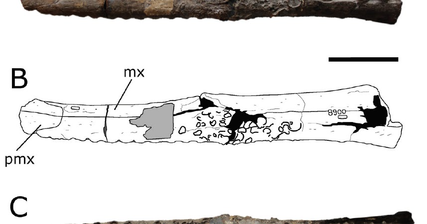 The Theropod Database Blog: The Unecessary Death of Steneosaurus