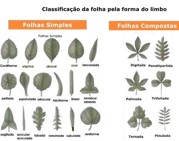BIOLOGIA NA VIDA: TIPOS DE FOLHAS SIMPLES E COMPOSTAS PELA FORMA DO LIMBO