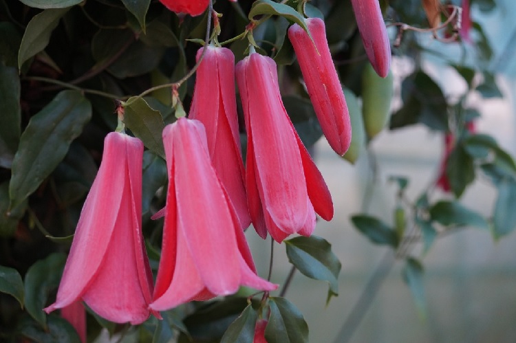 Dan a conocer avances para frenar posible extinción del Copihue