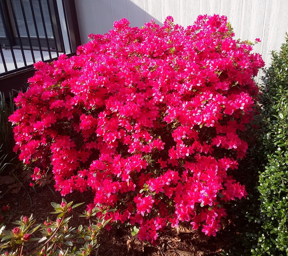 Future Plants by Randy Stewart: Azaleas -Evergreen Hybrids