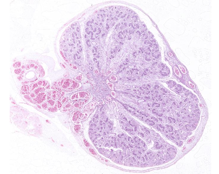 μicroscopia: TESTICOLO