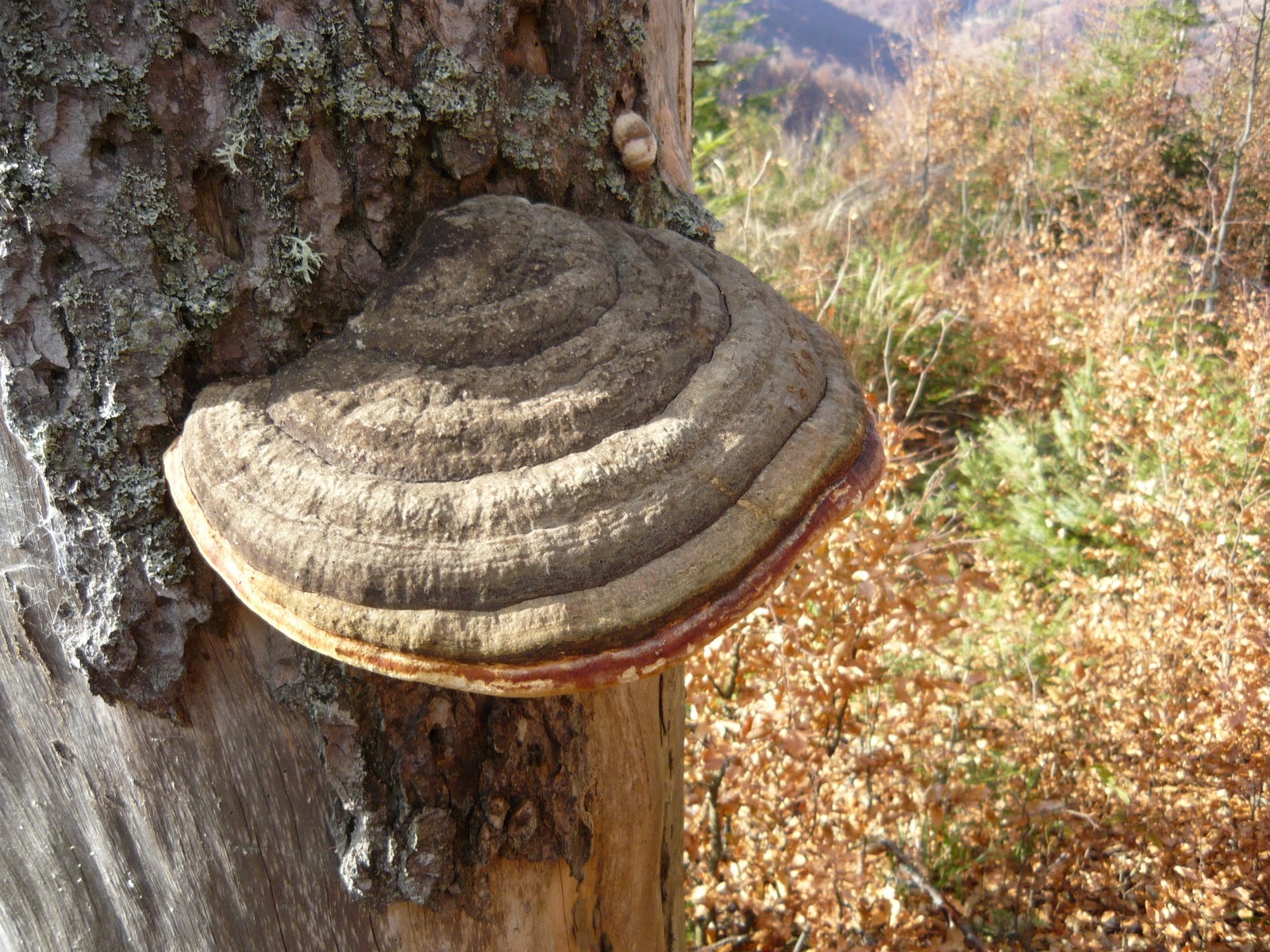 Iasca | Ciudatenii Rustice - Poze mobilier rustic de interior sau ...