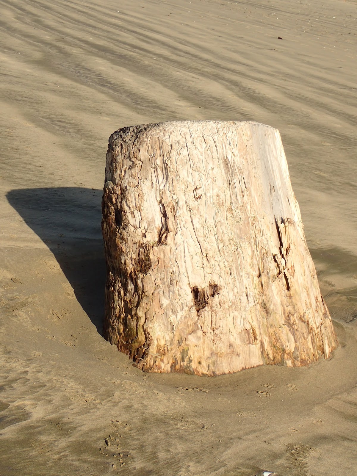 Casing Oregon: Mystery in the Sand: Big Stump Beach