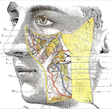 ANATOMÍA HUMANA: Las Mejillas