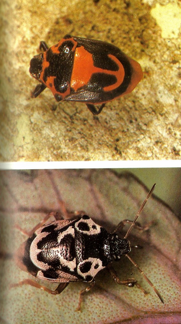 Manash (Subhaditya Edusoft): Some Unique Insects From The Vast Insect ...