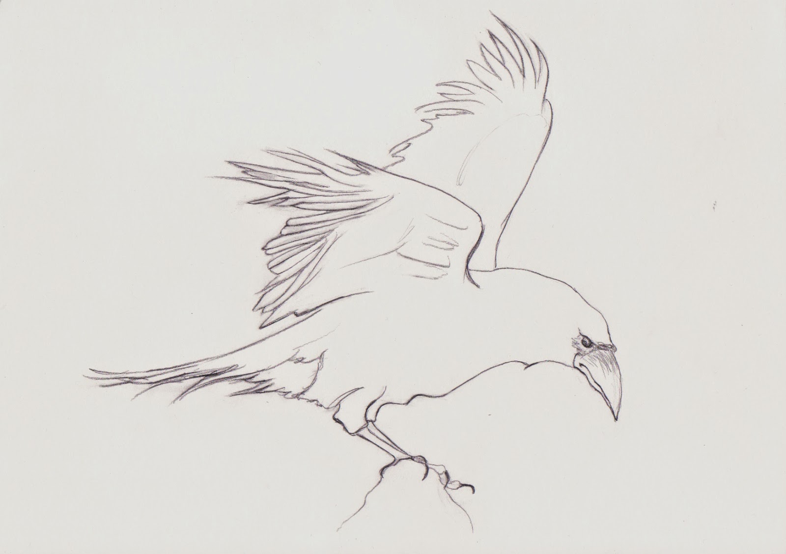 Josefina Sánchez - Proyectos / Proyects: Cuervos dibujados / Ravens Drawn